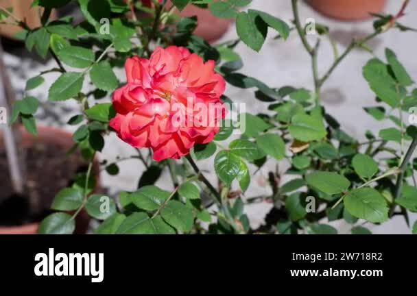 Rose movement Stock Videos & Footage - HD and 4K Video Clips - Alamy