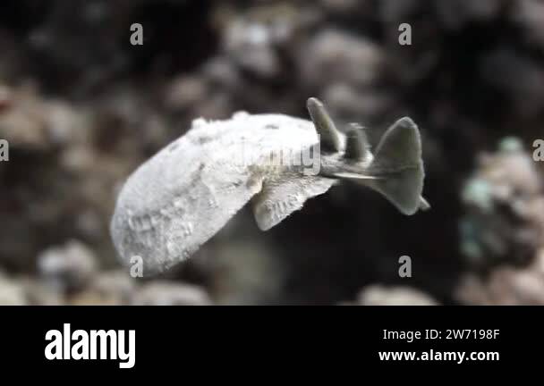 Flatfish flounder swims in underwater lagoon of ocean on clean seabed ...