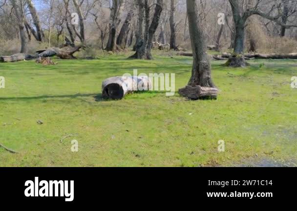 Nature scene in floodplain forest in Karacabey Bursa. Dried trees and ...