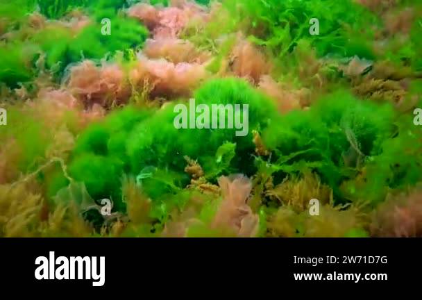 Different types of green, brown and red algae on stones in the Black ...