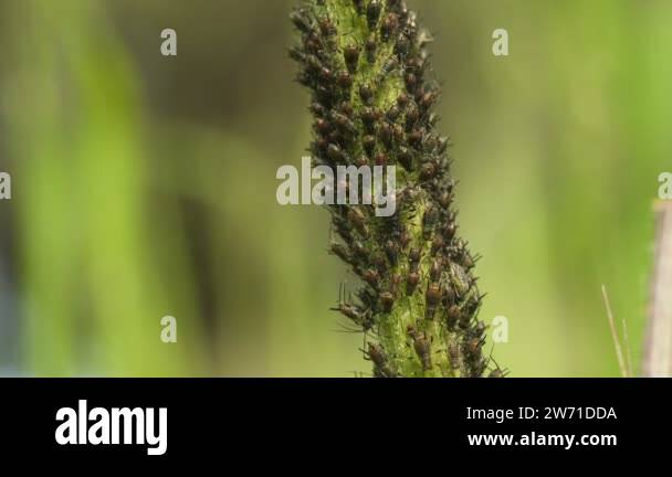 Lice insects Stock Videos & Footage - HD and 4K Video Clips - Alamy