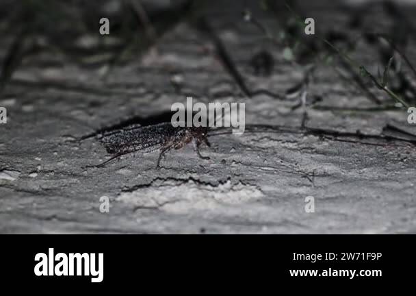 African Big Cockroach with Long Antennae Crawling along Sand at Night ...
