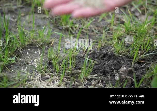 unrecognizable woman scatters sowing lawn grass in the yard. Sowing the ...