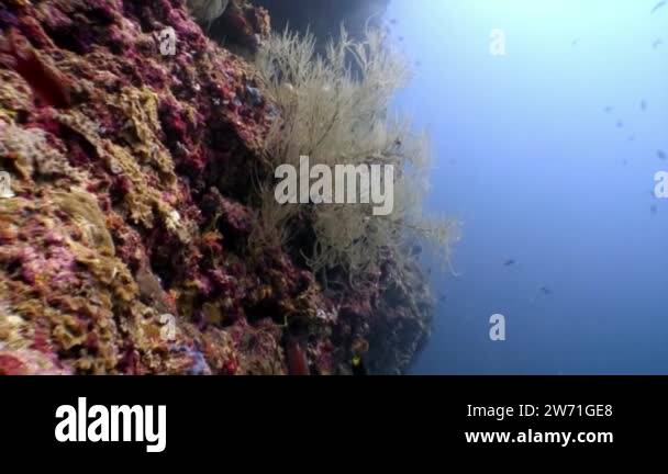 Pink coral tree Stock Videos & Footage - HD and 4K Video Clips - Alamy