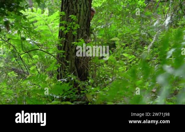 Lone gun Stock Videos & Footage - HD and 4K Video Clips - Alamy