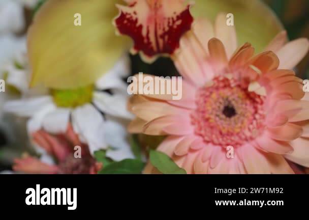 Beloved flower Stock Videos & Footage - HD and 4K Video Clips - Alamy