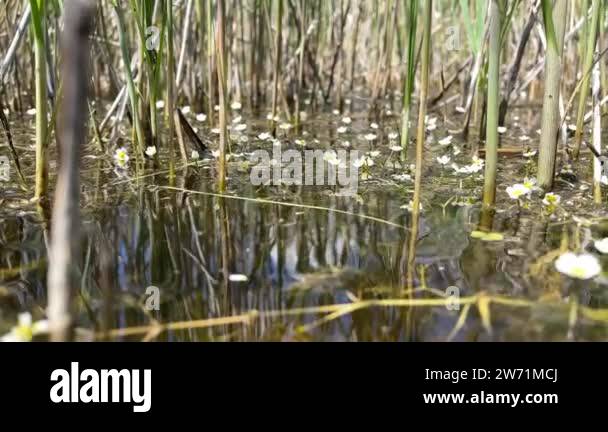 Water surface of forest swamp with reed stalks, white flowers and water ...