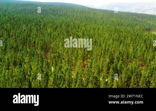 Horizontal tree trees africa Stock Videos & Footage - HD and 4K Video ...