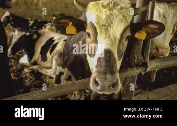 Stable of oxen barn of calves Stock Videos & Footage - HD and 4K Video ...