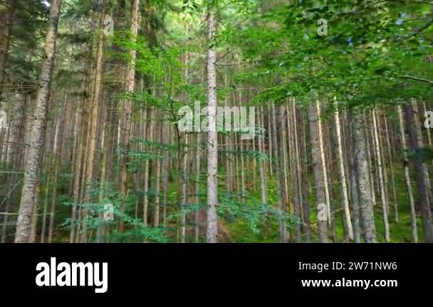 Spring Green Forest, Sunny magical Powerful trees in the morning time ...