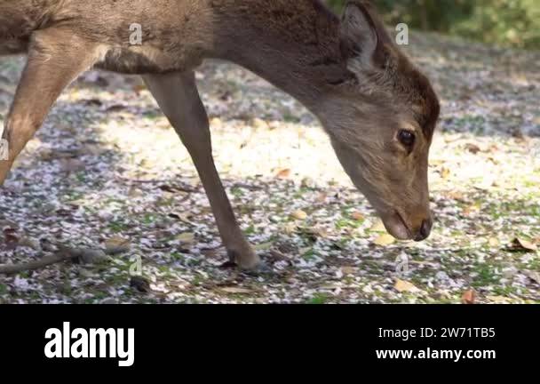 Sika deer live freely in a Japanese Nara Park. A young wild Cervus ...