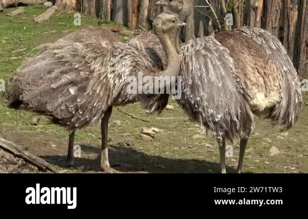 Two adults of Darwin's rhea (Rhea pennata), also known as the lesser rhea Stock Video Footage ...