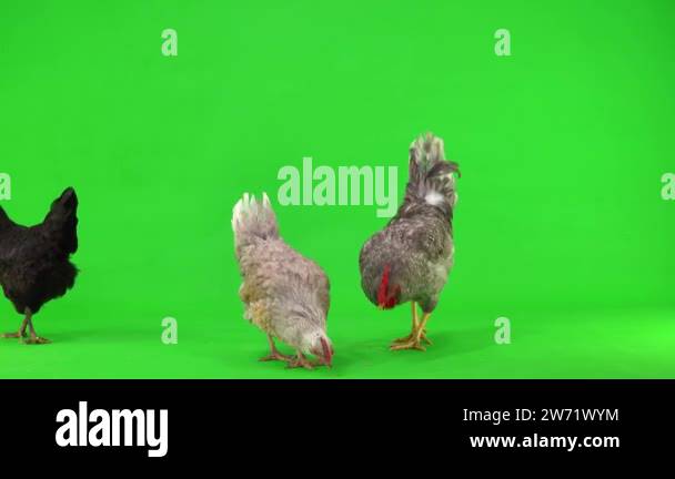 gray rooster and two chickens pecking a grain of wheat on a green ...