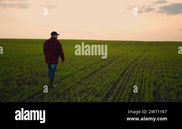 Senor a male farmer goes to the field during a drought inspecting the ...
