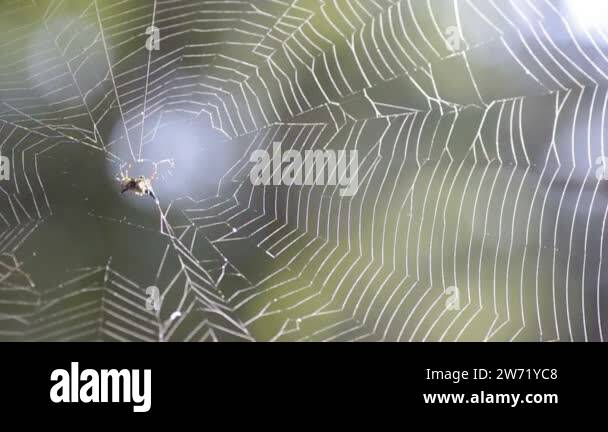 Spider with spiny legs Stock Videos & Footage - HD and 4K Video Clips ...