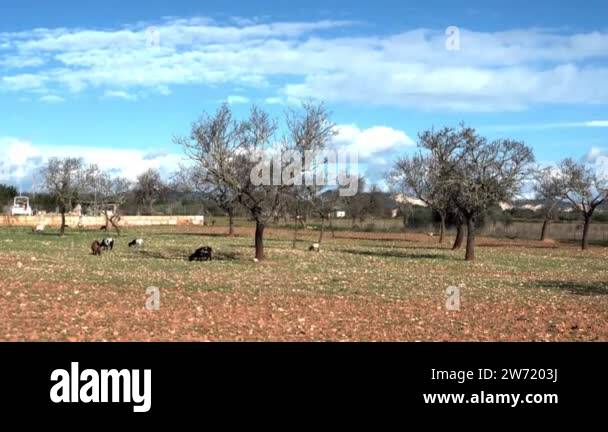 Island of goats Stock Videos & Footage - HD and 4K Video Clips - Alamy