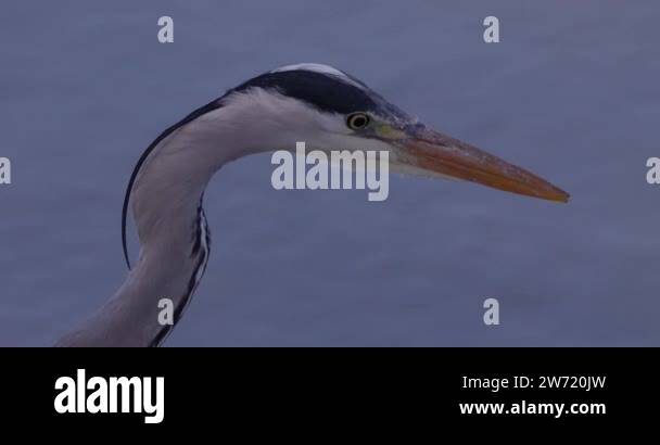 Rhine bird Stock Videos & Footage - HD and 4K Video Clips - Alamy
