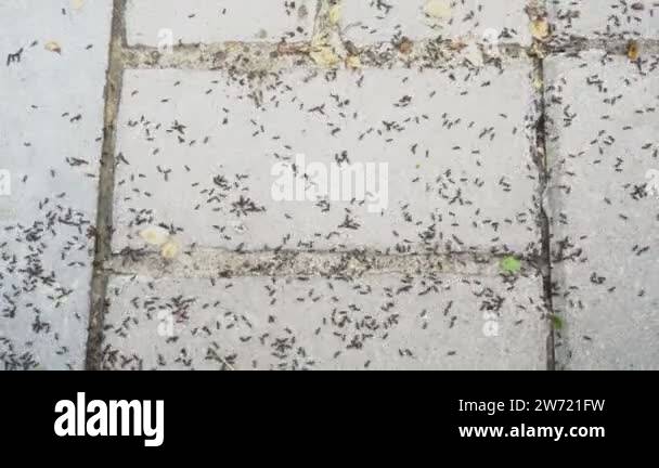 Burrows on a Stock Videos & Footage - HD and 4K Video Clips - Alamy