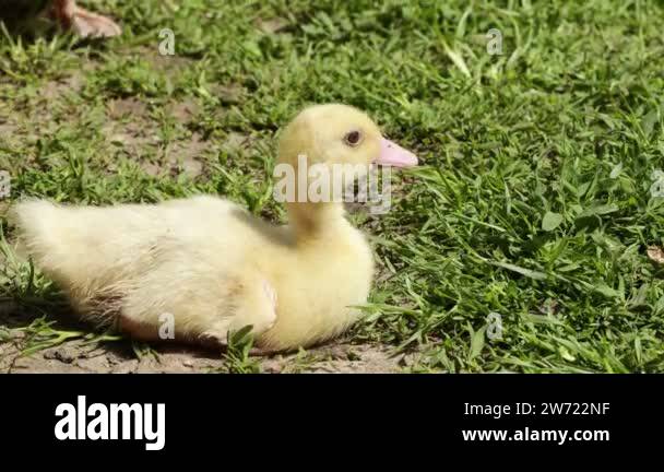 Duck lying down in grass Stock Videos & Footage - HD and 4K Video Clips ...