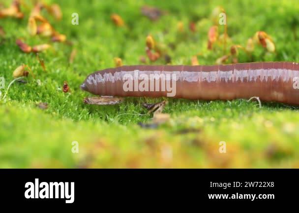 An earthworm is a terrestrial invertebrate that belongs to the class ...