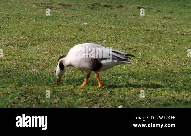 The bar-headed goose, Anser indicus is a goose that breeds in Central ...