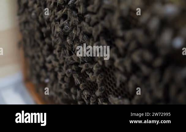 Honeycomb with colorful perga. Honeycomb with bee bread. Bees pack honeycomb with bee bread ...