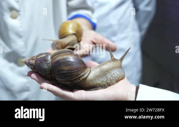 Two large snails in big shells with lenghty tendrils on hands of male ...
