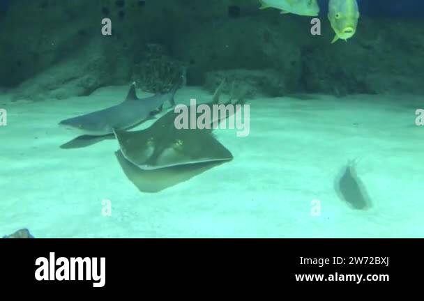 Scary stingray Stock Videos & Footage - HD and 4K Video Clips - Alamy