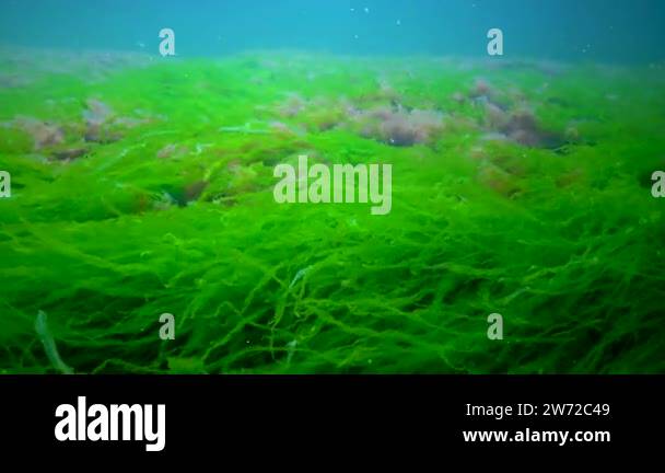 Different types of green, brown and red algae on stones in the Black ...