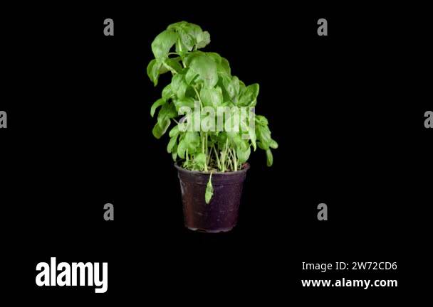 Basil herb isolated Stock Videos & Footage - HD and 4K Video Clips - Alamy