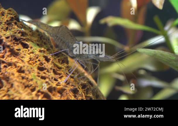 Freshwater ghost shrimp macro shot, or opaque glass shrimp with crooked ...