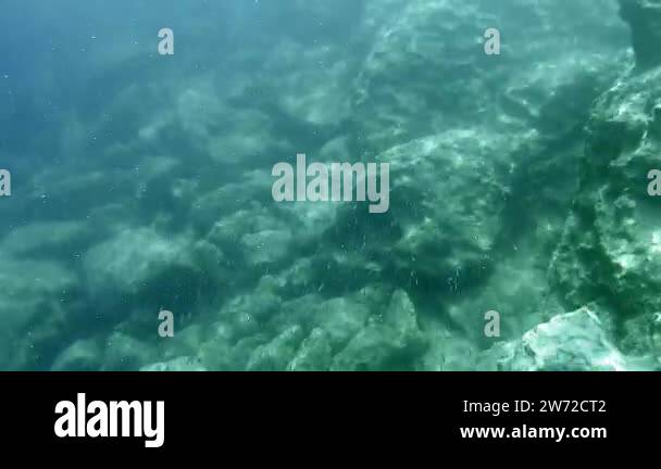 Underwater of a real sea with microscopic animals, planktons and small ...
