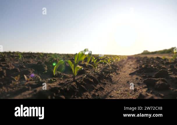 Small sprouts of corn on plantation in morning in sun, on stalks of dew ...