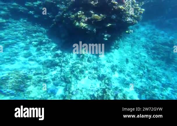 underwater video in the red sea with people in Egypt in Sharm el Sheikh ...