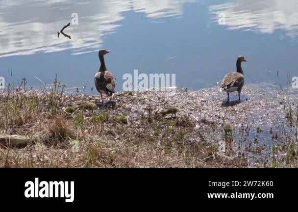 Sweet little canada goose on a trip through lakes and meadows with the ...