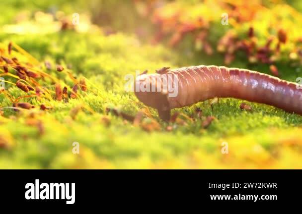 An earthworm is a terrestrial invertebrate that belongs to the class ...
