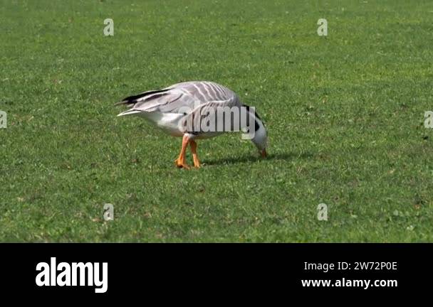 The bar-headed goose, Anser indicus is a goose that breeds in Central ...