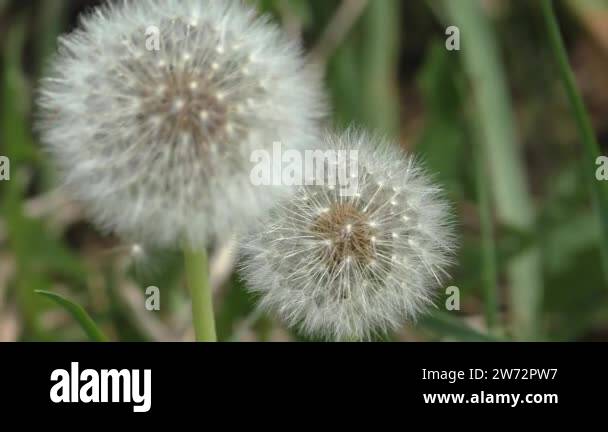Ripe dandelion head. At the top of the elongated spout of the ...