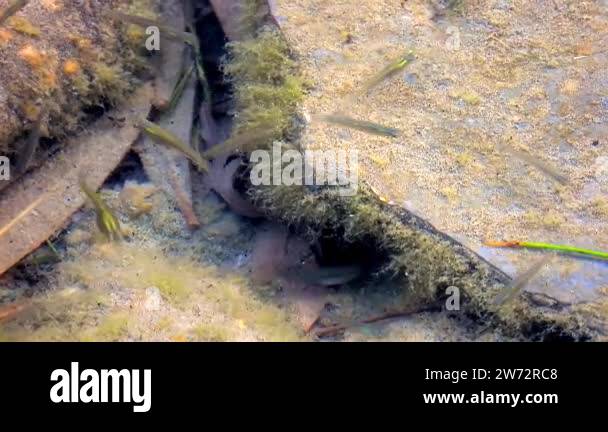Small fishes on mossy stones in their natural underwater environment ...