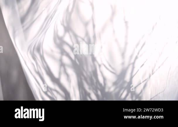 Translucent branches Stock Videos & Footage - HD and 4K Video Clips - Alamy