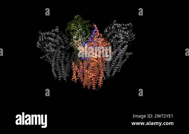 Structure of human KATP bound to ATP and ADP in quatrefoil form, 3D ...