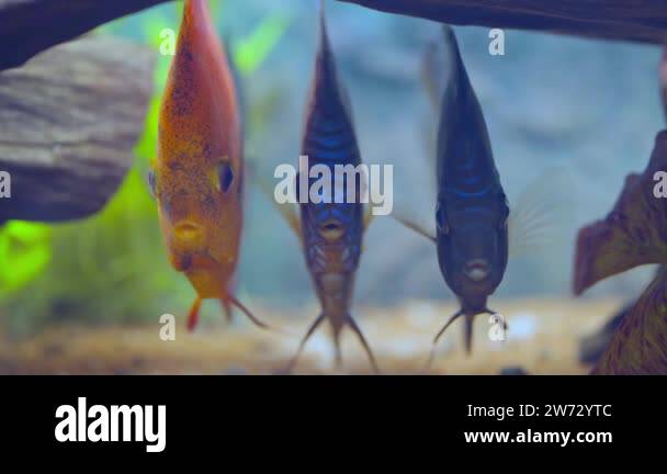 Close up view of discus fish swimming in planted aquarium. Tropical ...