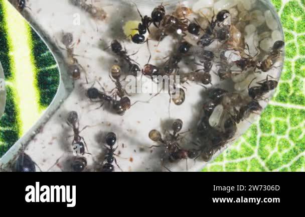 ant farm. the Queen of ants produces offspring. Laying of eggs and ...