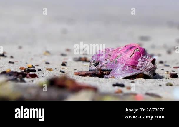 Mussel shell on beach Stock Videos & Footage - HD and 4K Video Clips ...