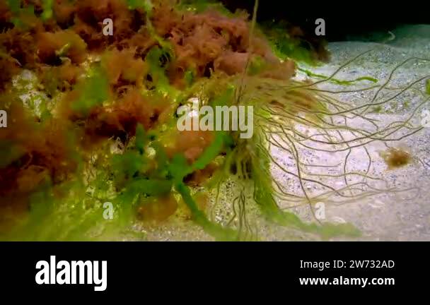 Macrophytes, Red and Green algae (Ceramium, Cladophora, Ulva ...