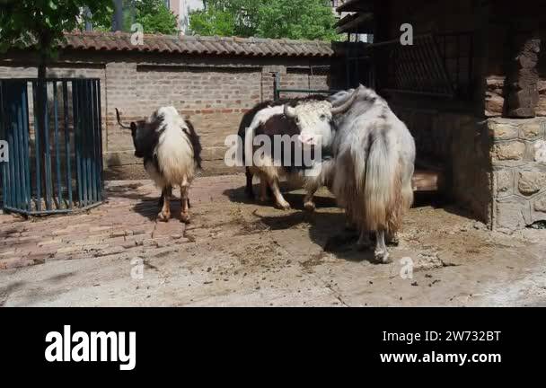 Several yaks. Several yaks. Ruminants chew. The yak Bos mutus is a ...