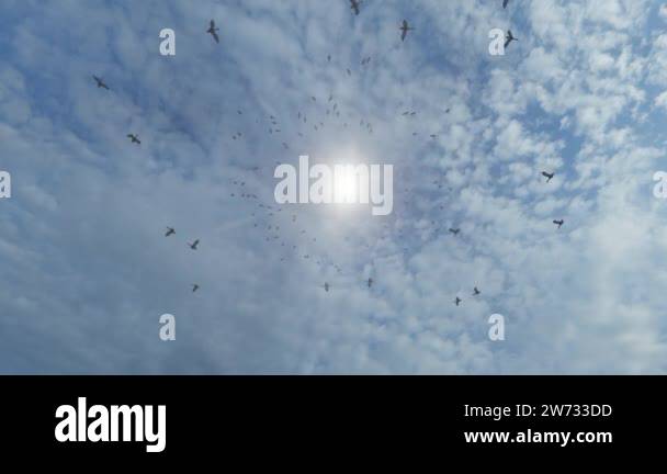 Birds flying in a circle, sun seen through the circle that birds are ...