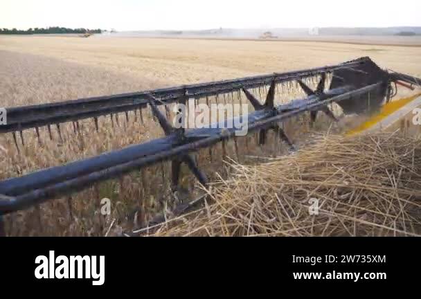 Close up knife of combine spinning and cutting ears of wheat. Grain ...