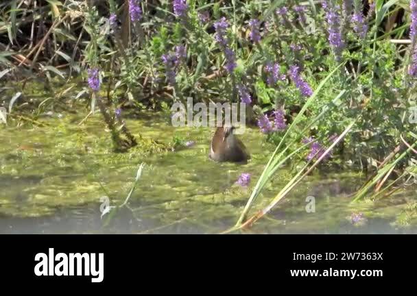 Common Moorhen Bird swim on lake water surface. Gallinula chloropus ...