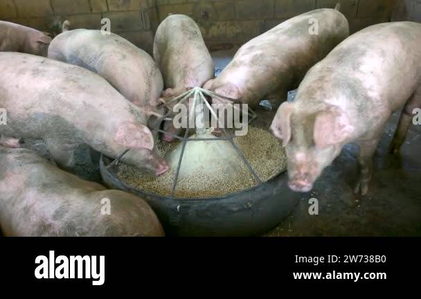 Big Pigs eating food on farms and many pigs eat from A large bowl of ...